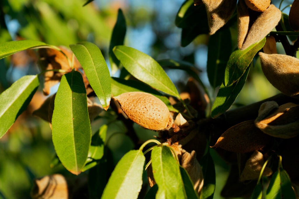 Mediterranean almonds, a product with a promising future